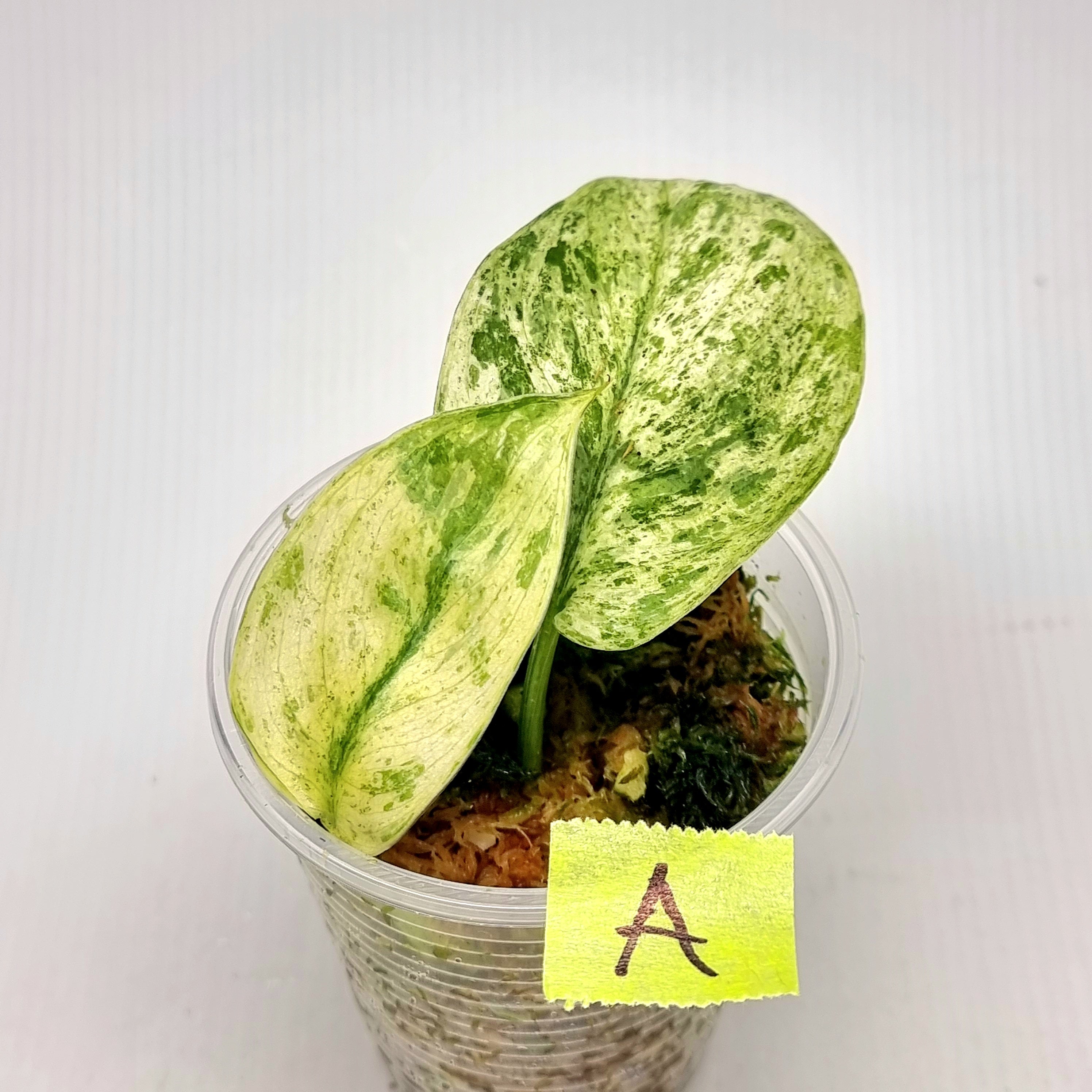 Scindapsus Jade Satin Marble – Flora Magnifica Australia