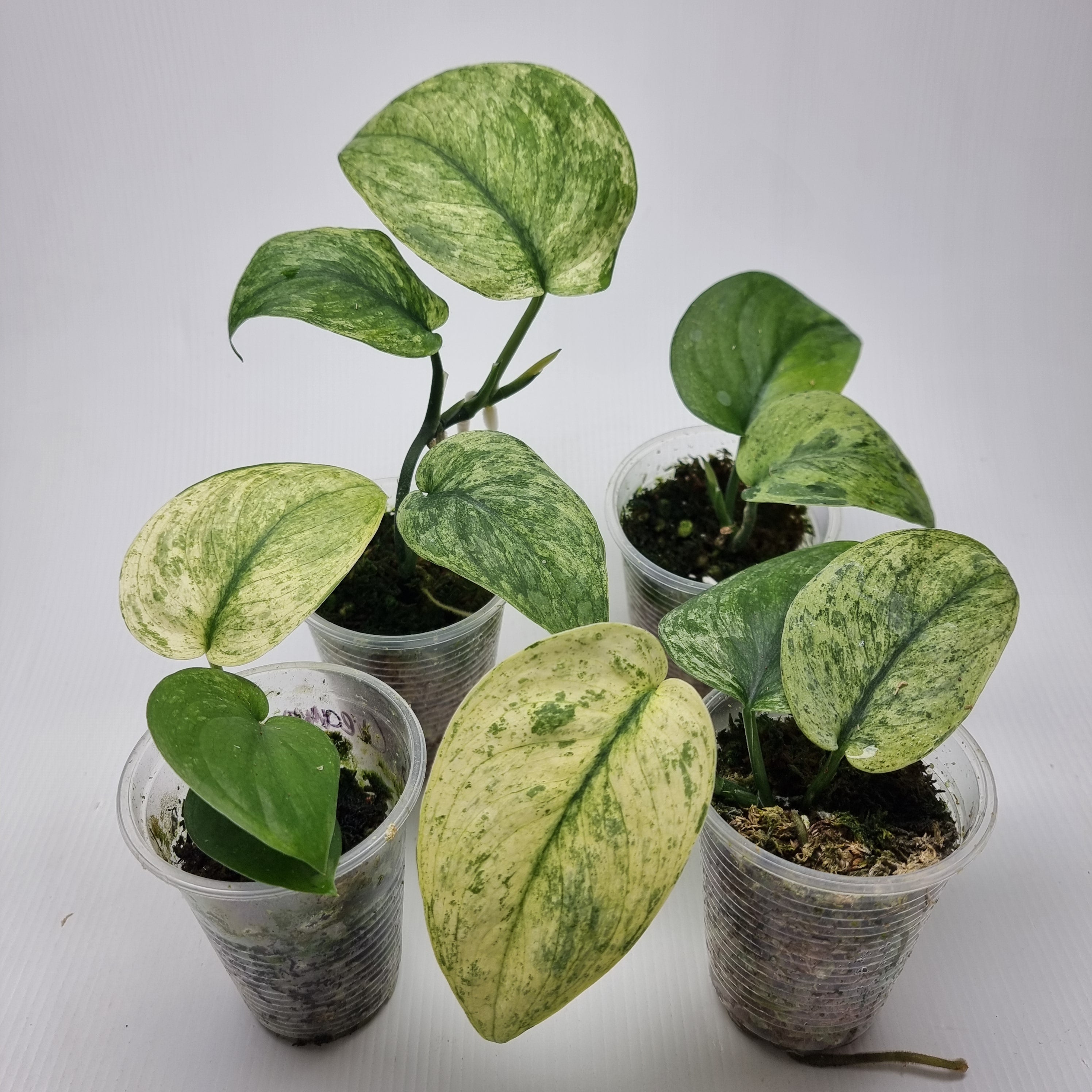 Scindapsus Jade Satin Marble – Flora Magnifica Australia