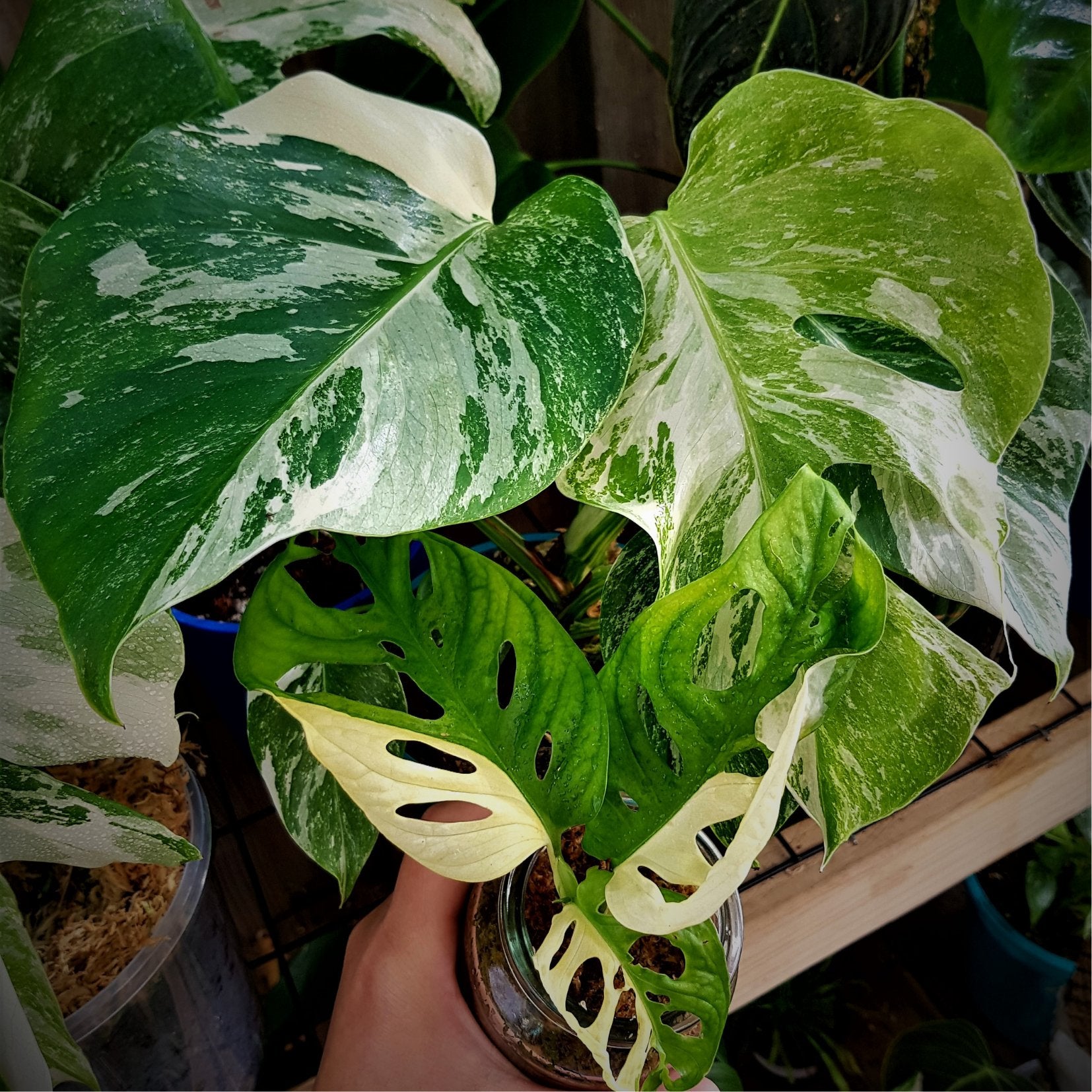 Monstera – tagged "monstera" – Flora Magnifica Australia