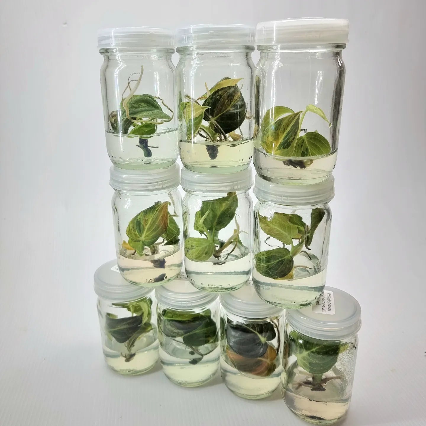 Tissue Culture Flasks – Flora Magnifica Australia