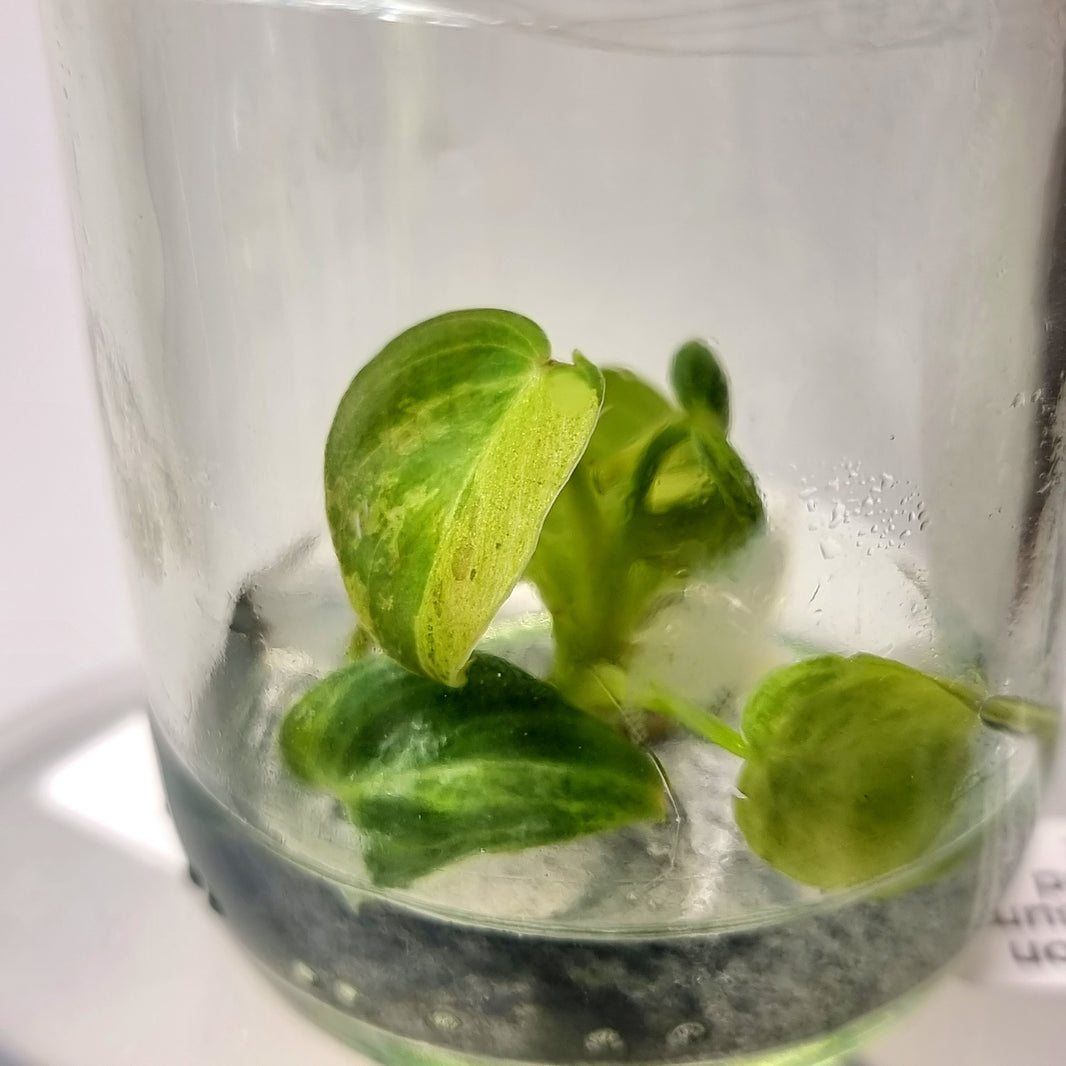 Tissue Culture Kits – Flora Magnifica Australia