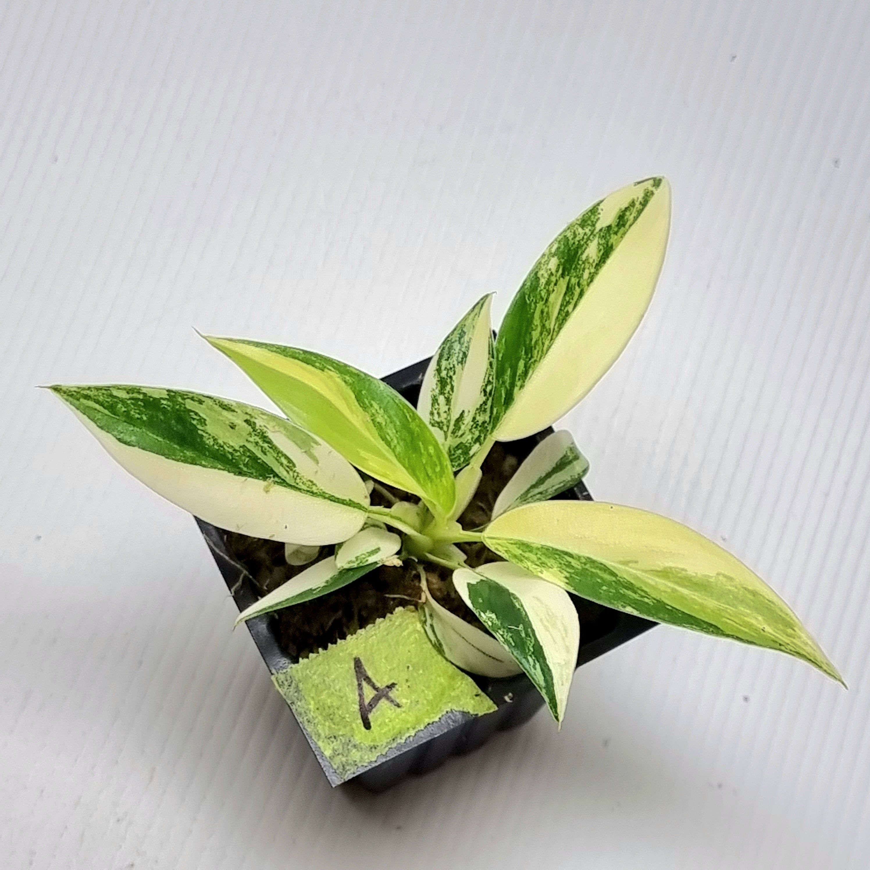 Philodendron Imperial Green Variegated – Flora Magnifica Australia