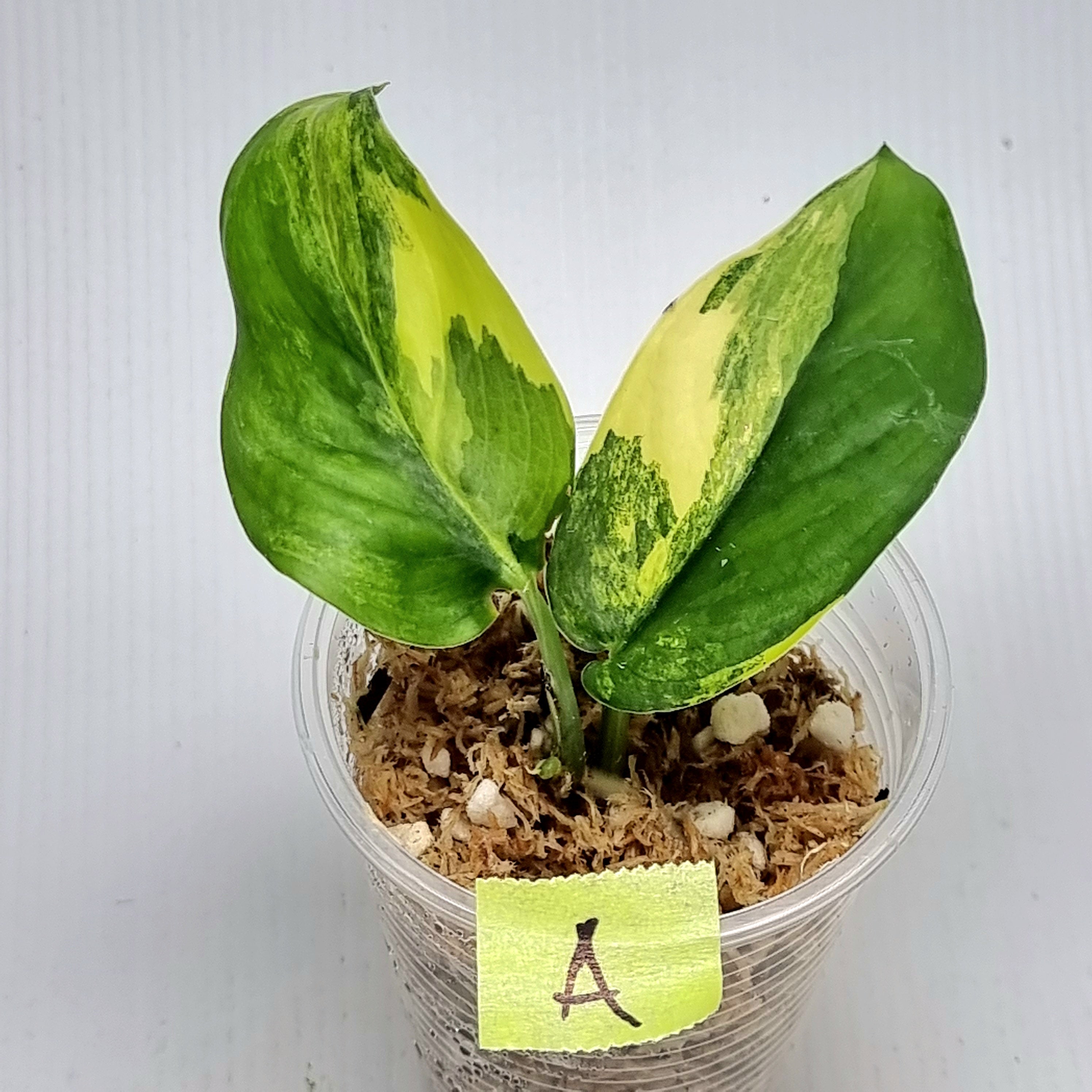 Scindapsus Jade Satin Aurea Variegated – Flora Magnifica Australia