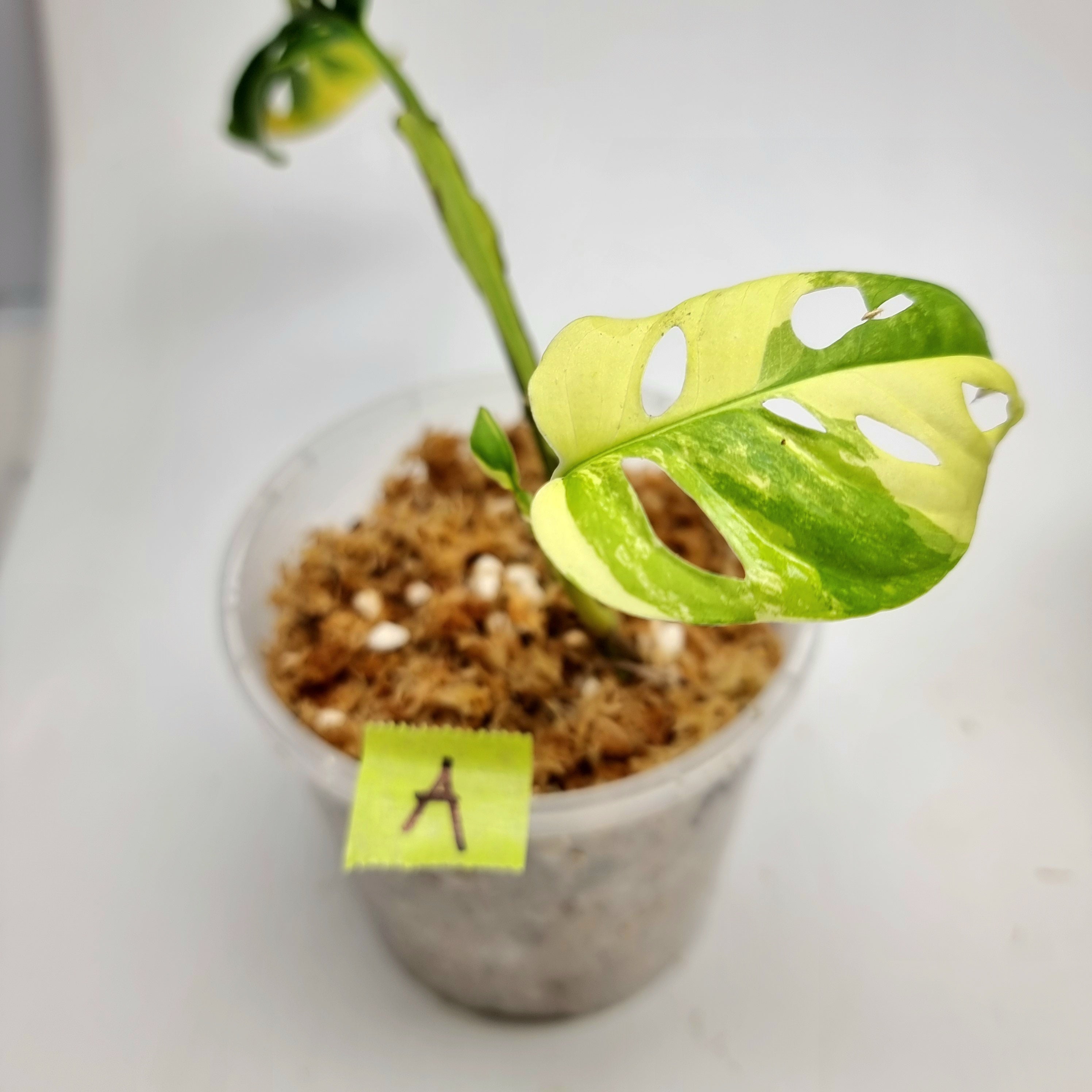 Monstera – tagged "monstera" – Flora Magnifica Australia