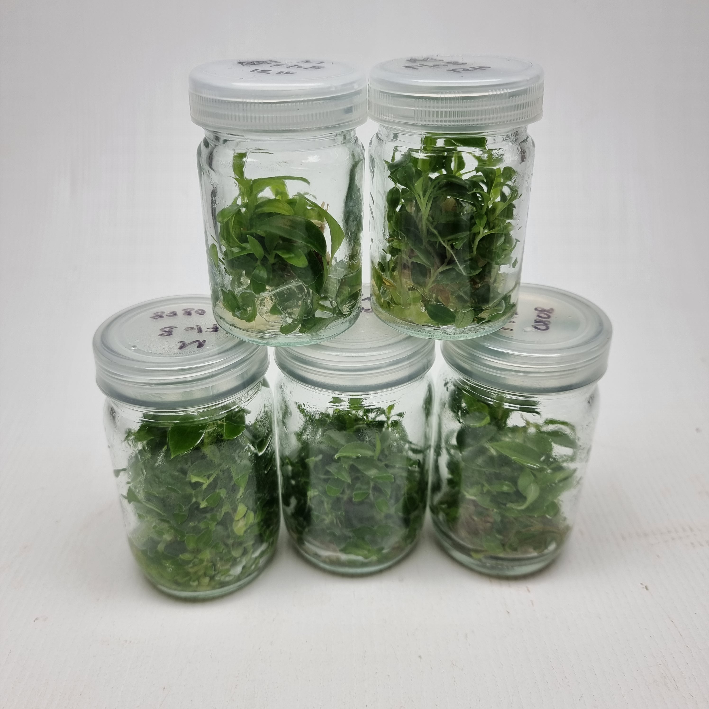 Tissue Culture Kits – Flora Magnifica Australia