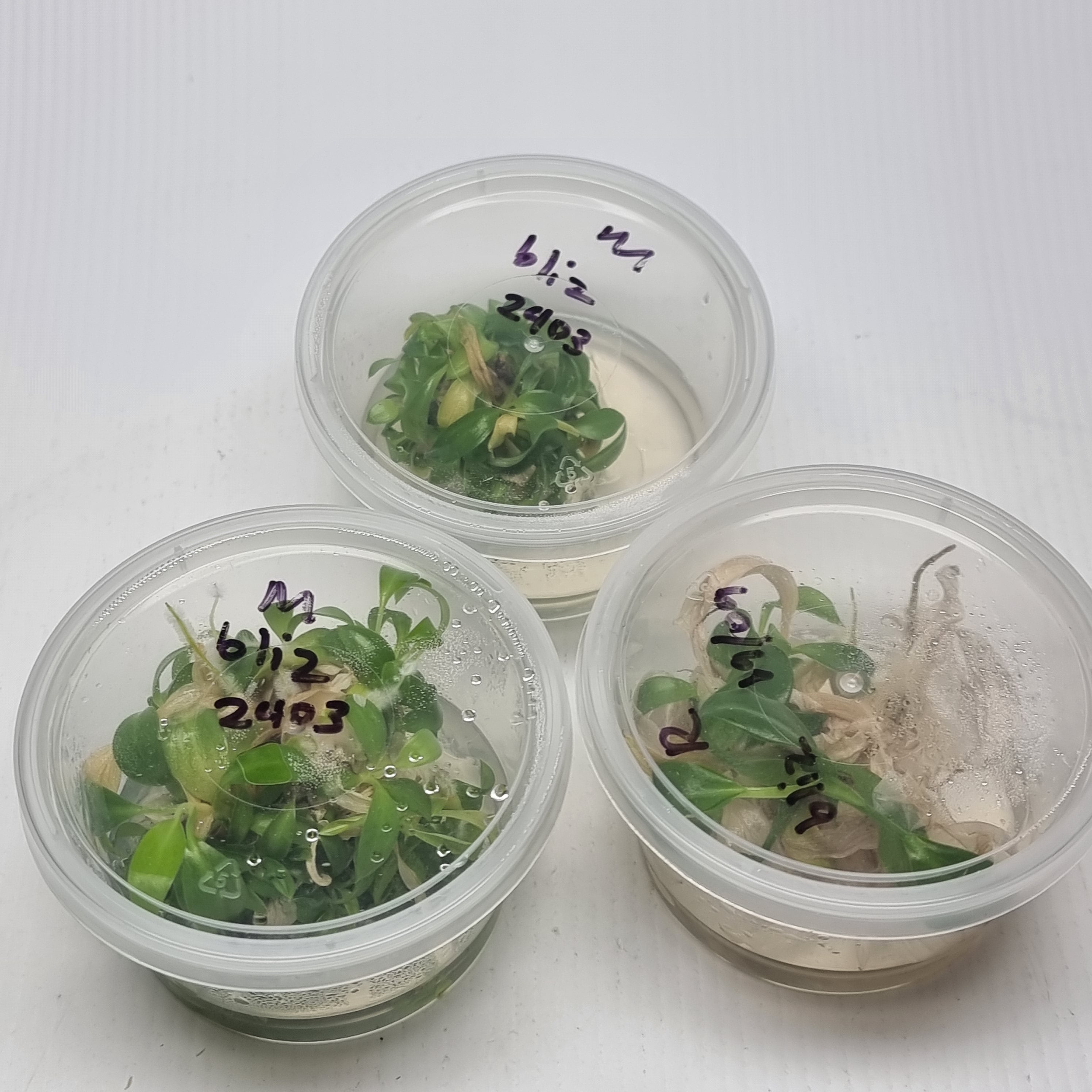 Tissue Culture Kits – Flora Magnifica Australia