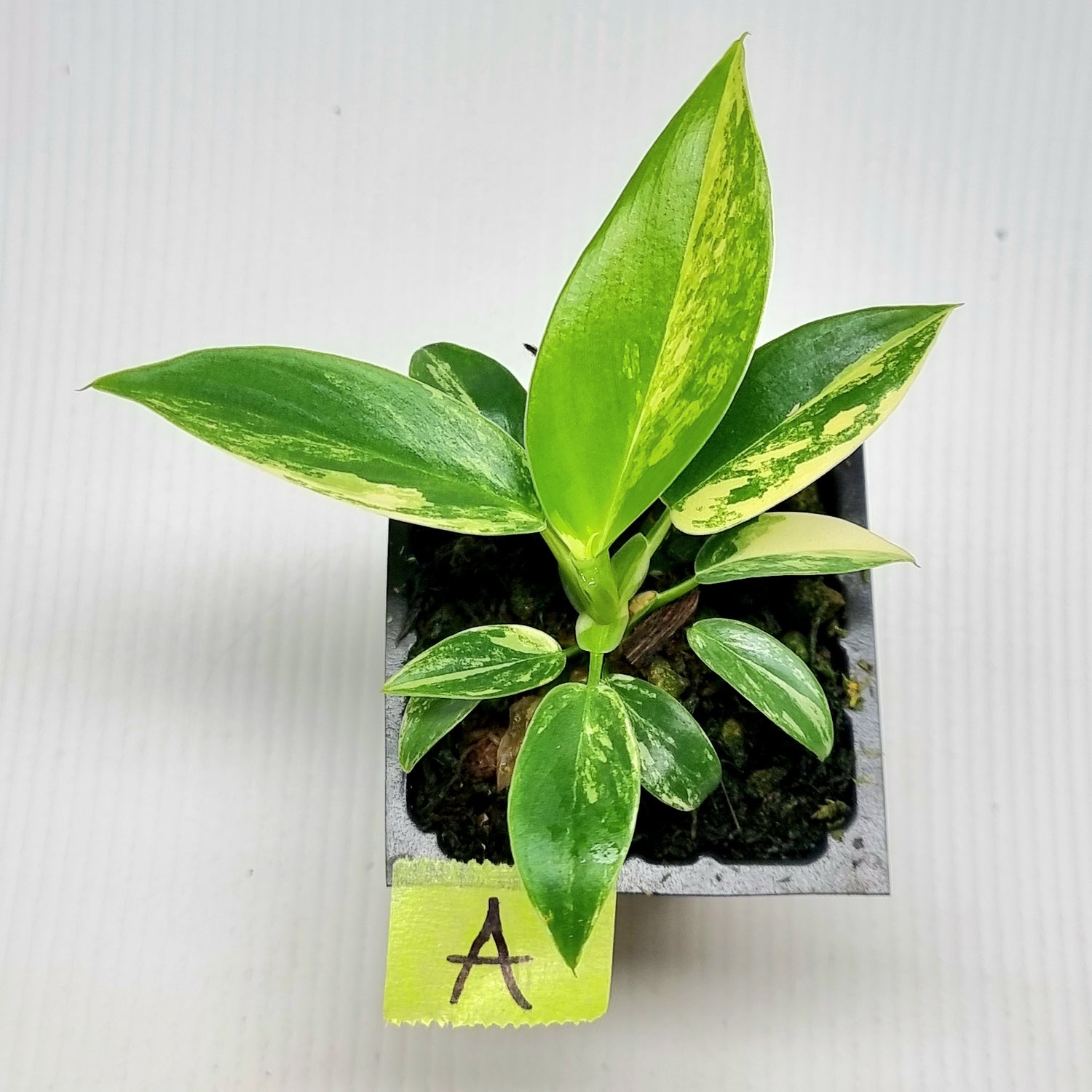 Philodendron Imperial Green Variegated – Flora Magnifica Australia