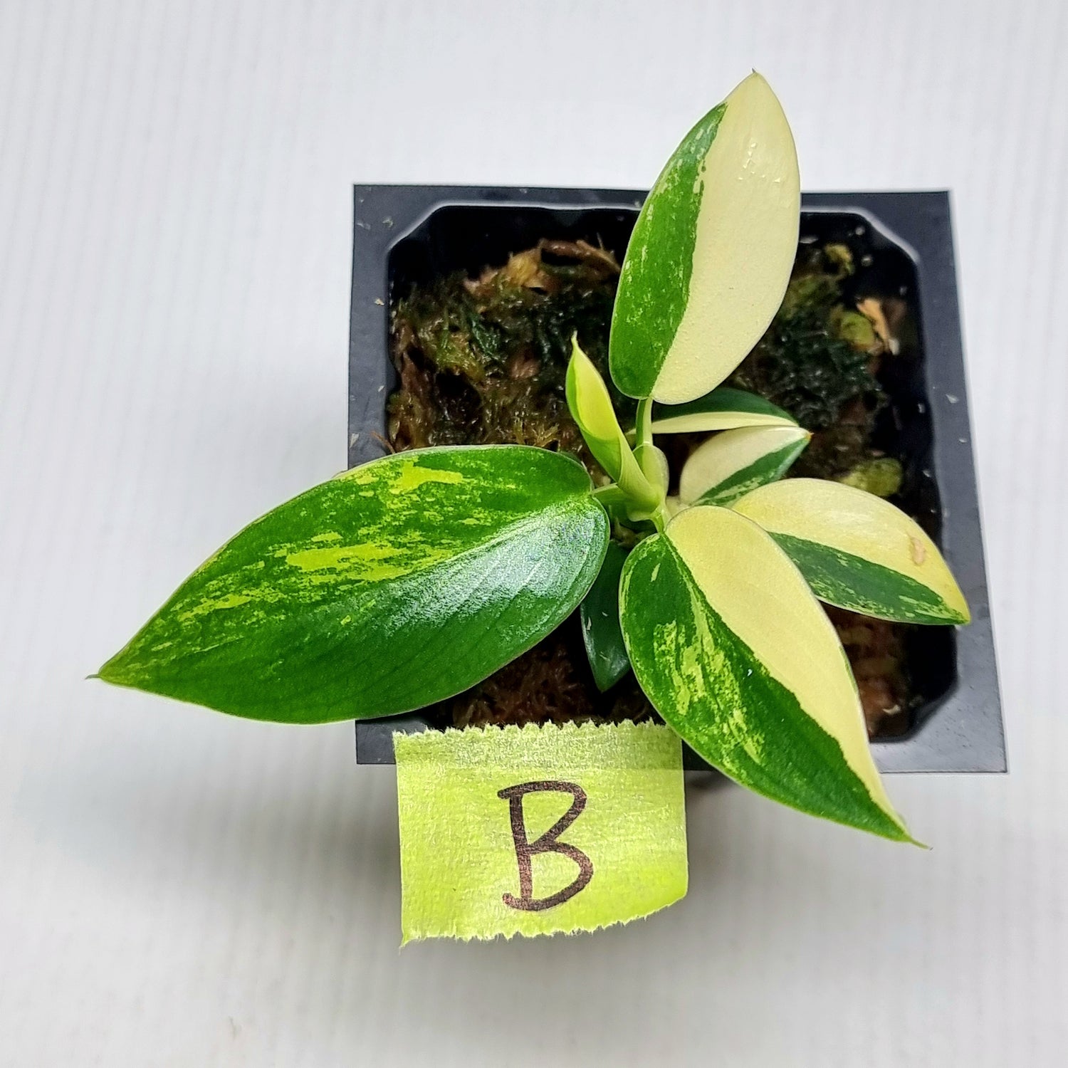 Philodendron Imperial Green Variegated – Flora Magnifica Australia