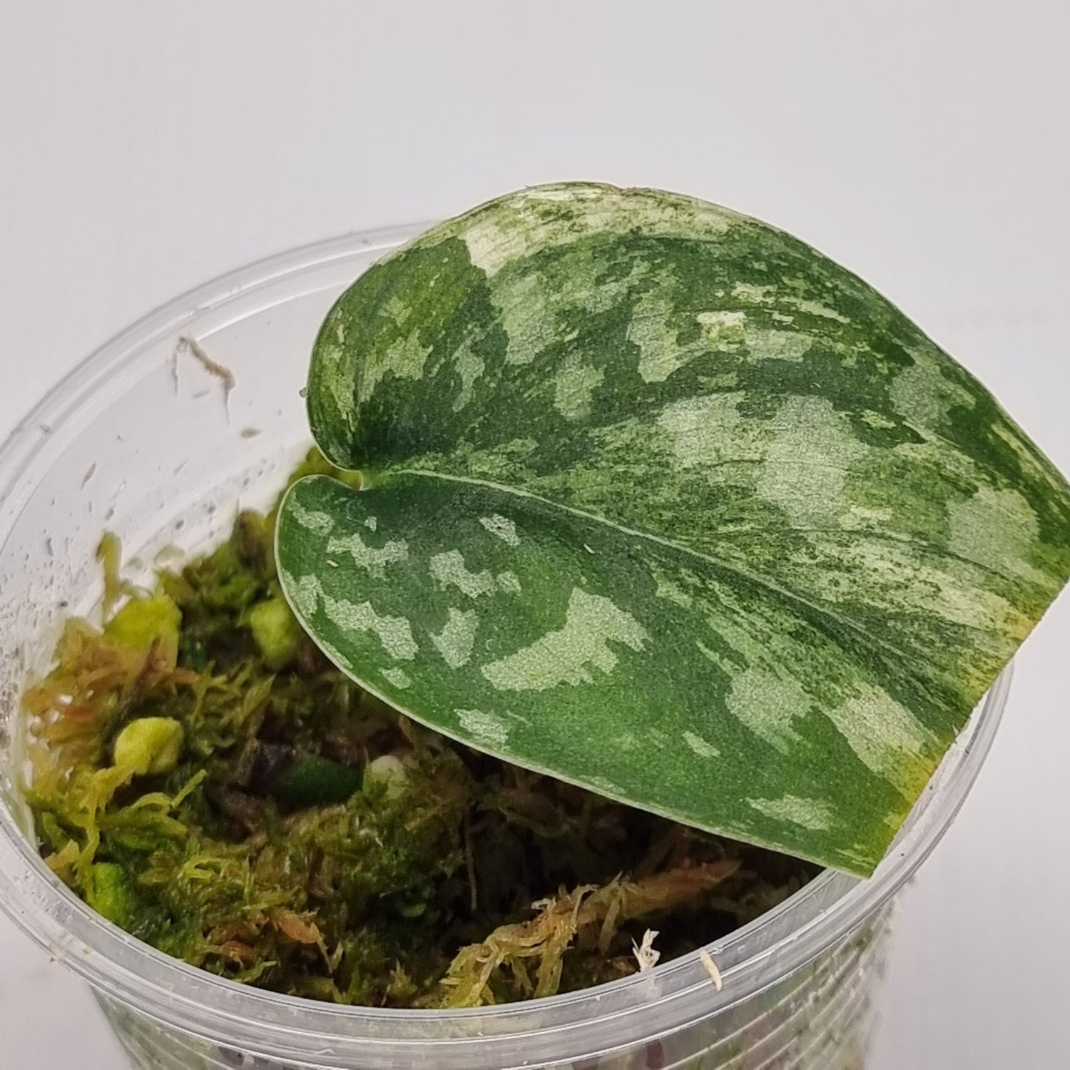 Variegated Scindapsus pictus Albo AKA Scindapsus Mayari – Flora ...