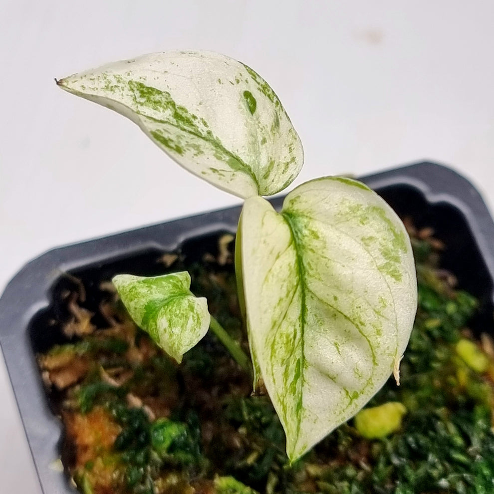 Epipremnum pinnatum Marble sp Bali Hanoman – Flora Magnifica Australia