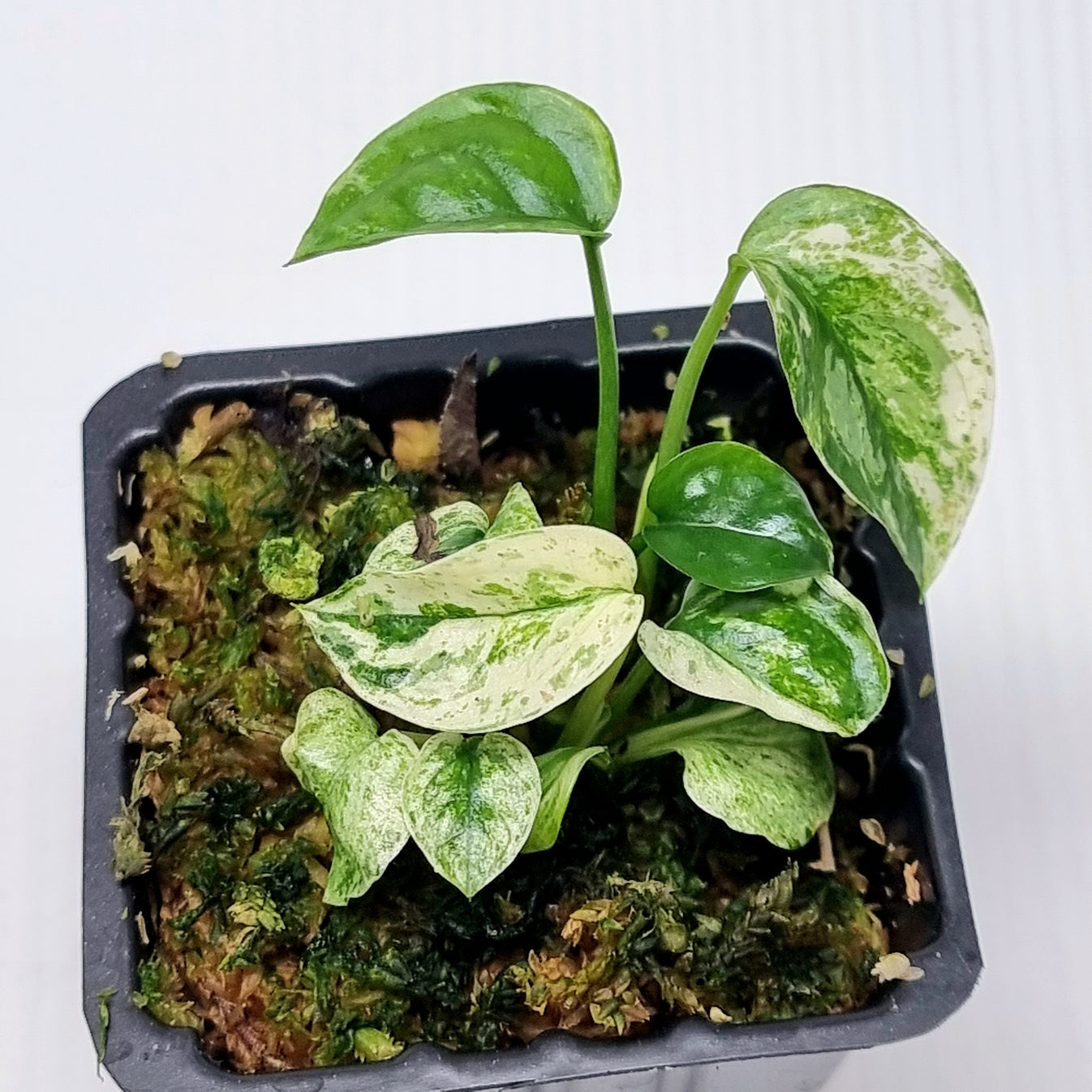 Epipremnum pinnatum Marble sp Bali Hanoman – Flora Magnifica Australia