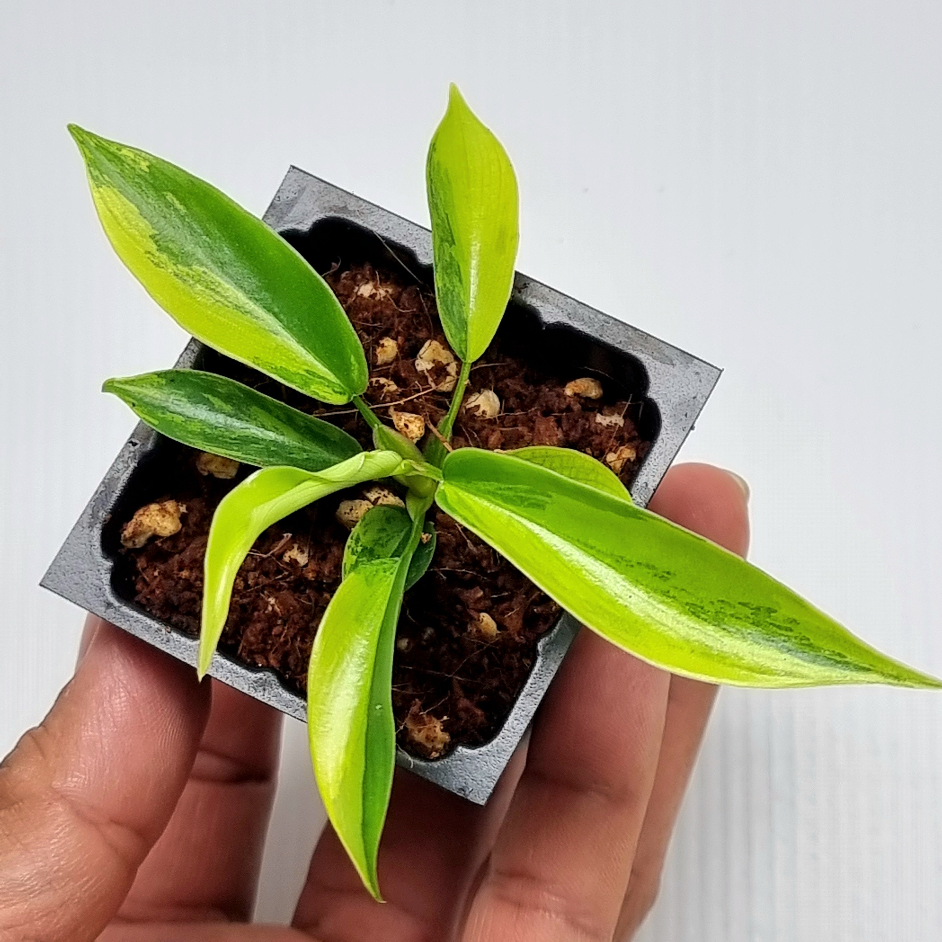 Philodendron Florida Beauty – Flora Magnifica Australia