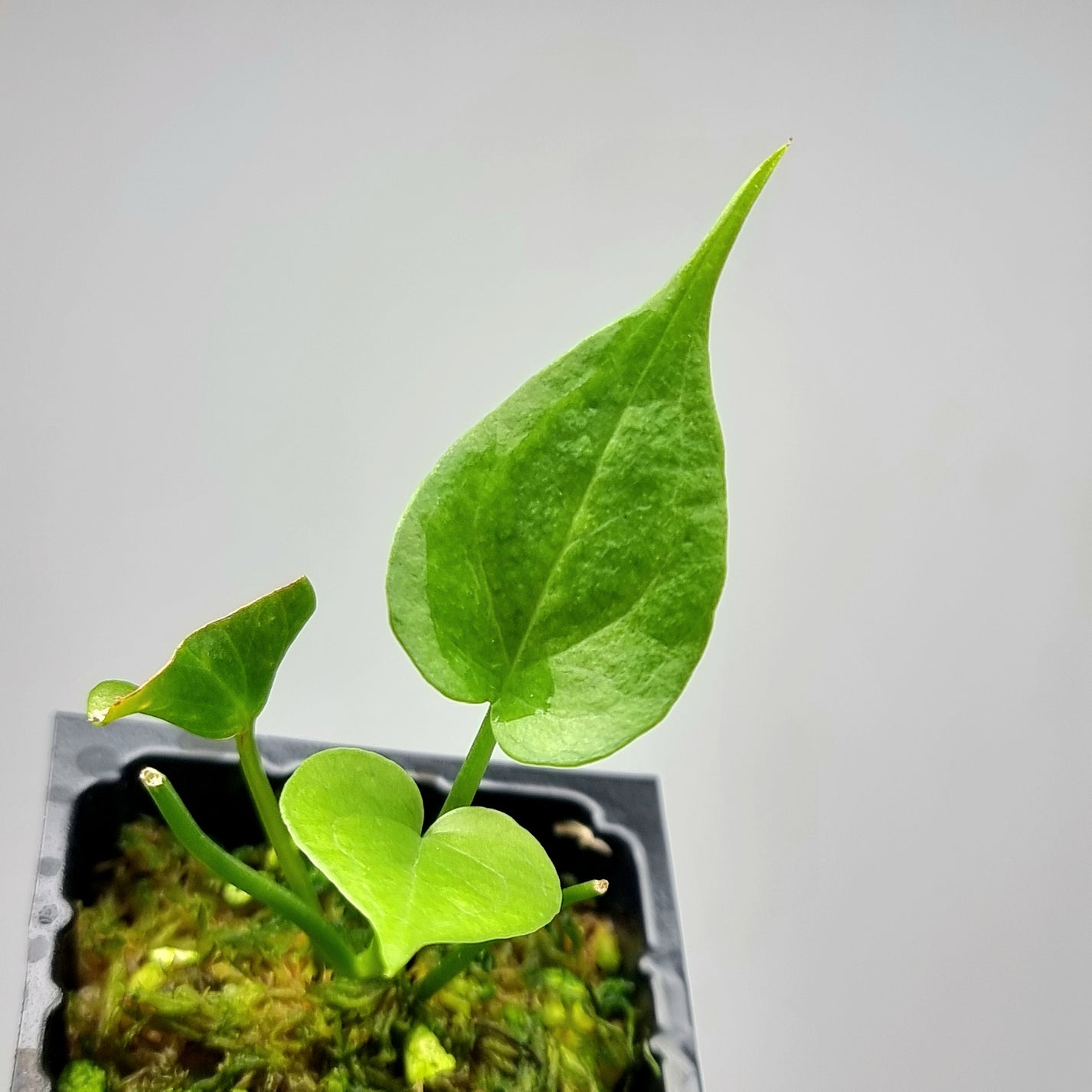 Anthurium Delta Force – Flora Magnifica Australia