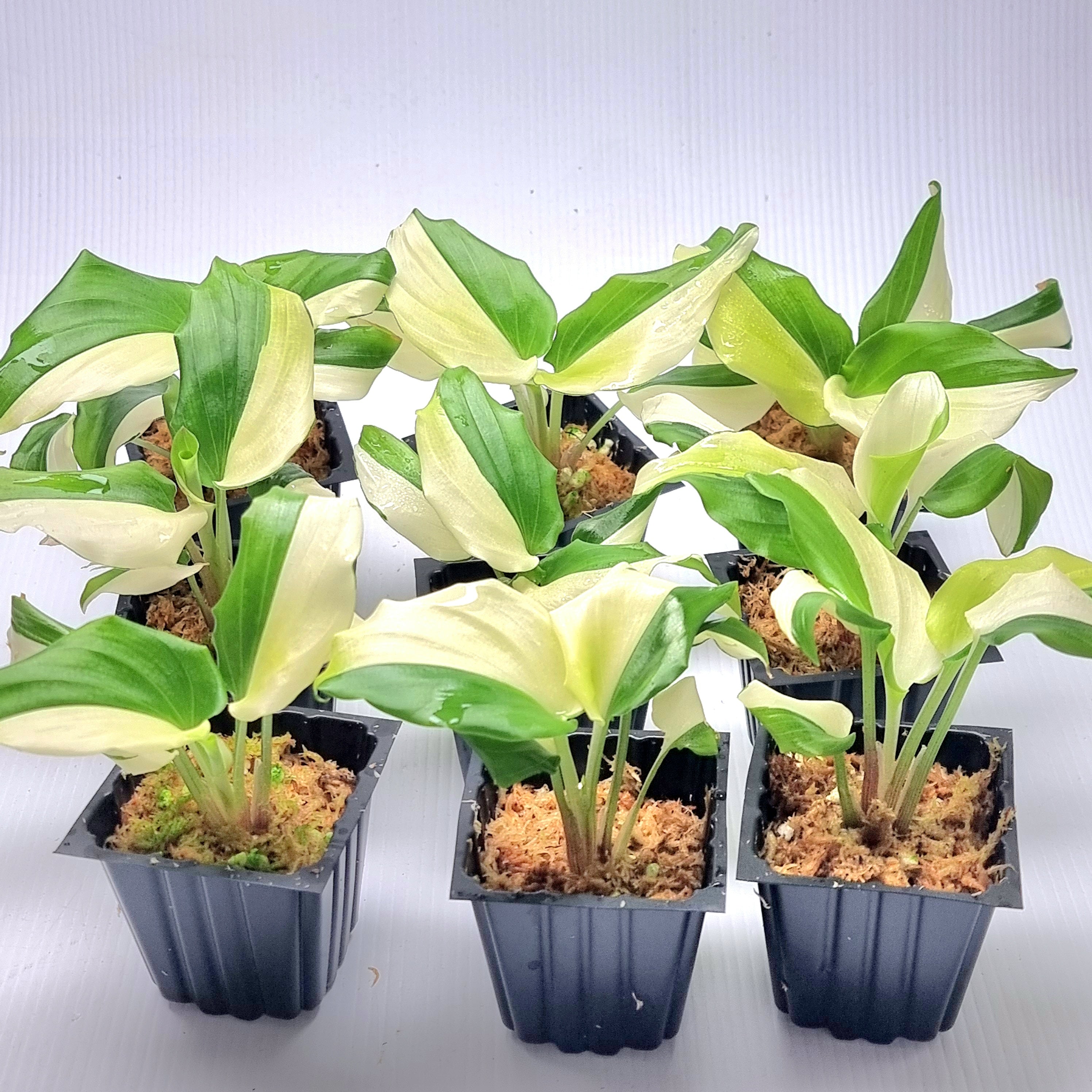 Variegated Kaempferia – Flora Magnifica Australia