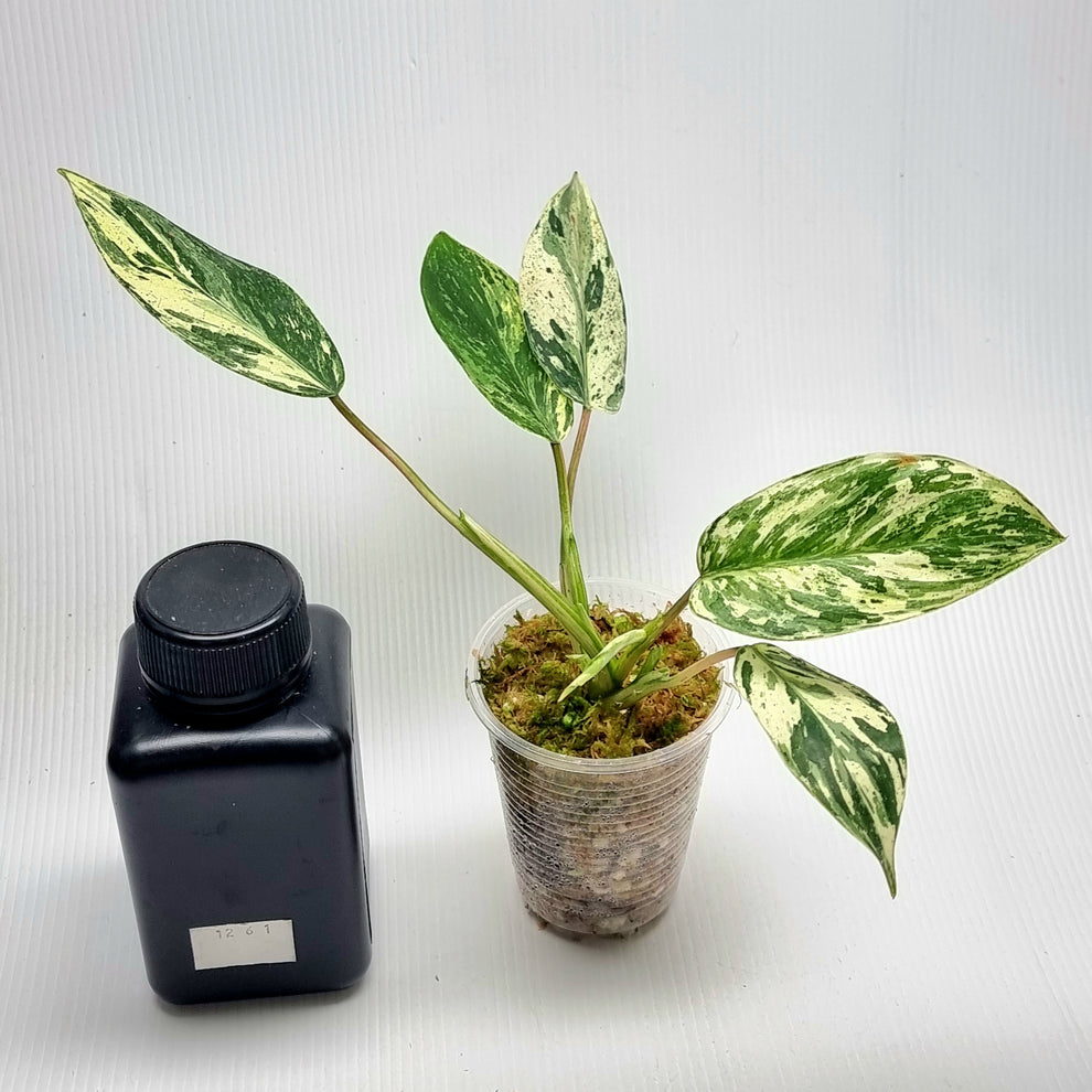 Philodendron Emerald Queen Marble – Flora Magnifica Australia