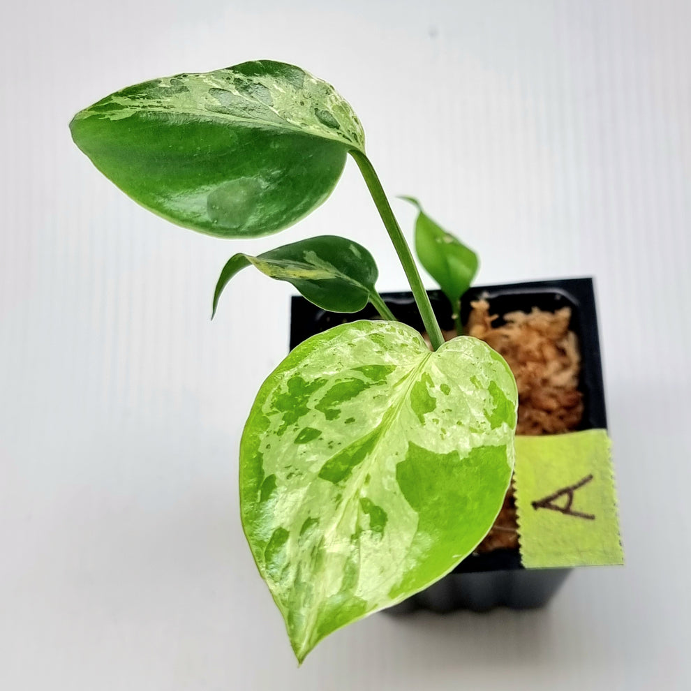 Monstera Bulbasaur – Flora Magnifica Australia