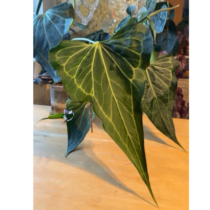 Anthurium Delta Force – Flora Magnifica Australia
