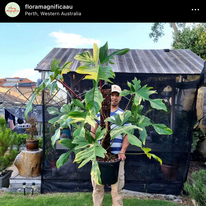 Tissue Culture Kits – Flora Magnifica Australia