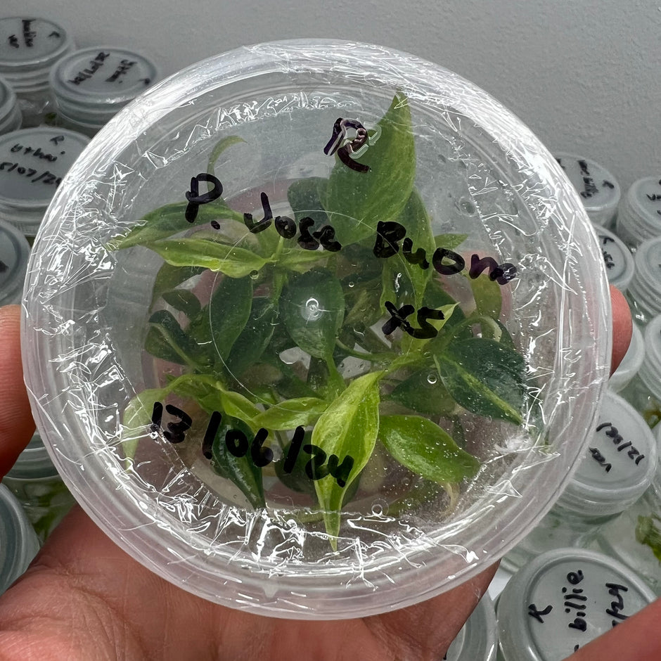 Tissue Culture Flasks – Flora Magnifica Australia
