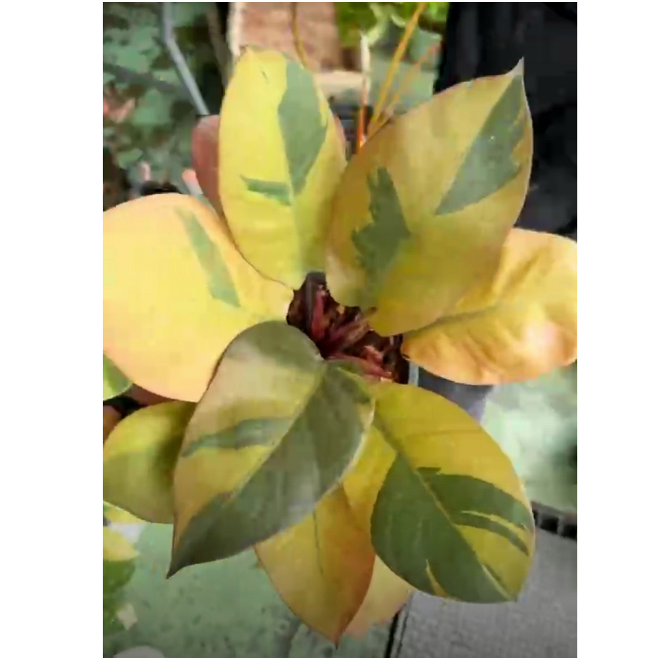 Philodendron Black cardinal var no.2 – Flora Magnifica Australia