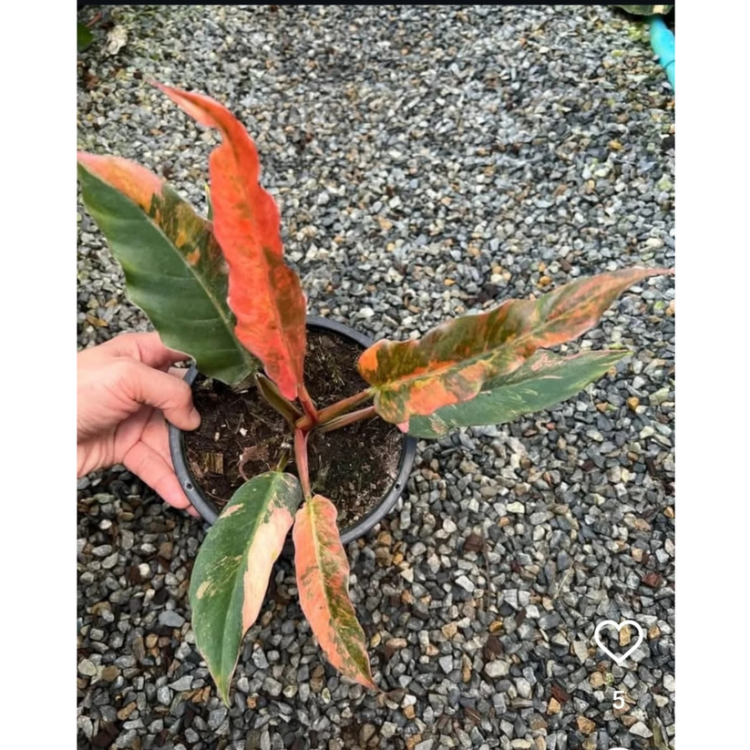 Philodendron Caramel Marble 🔥 Fire Tiger – Flora Magnifica Australia