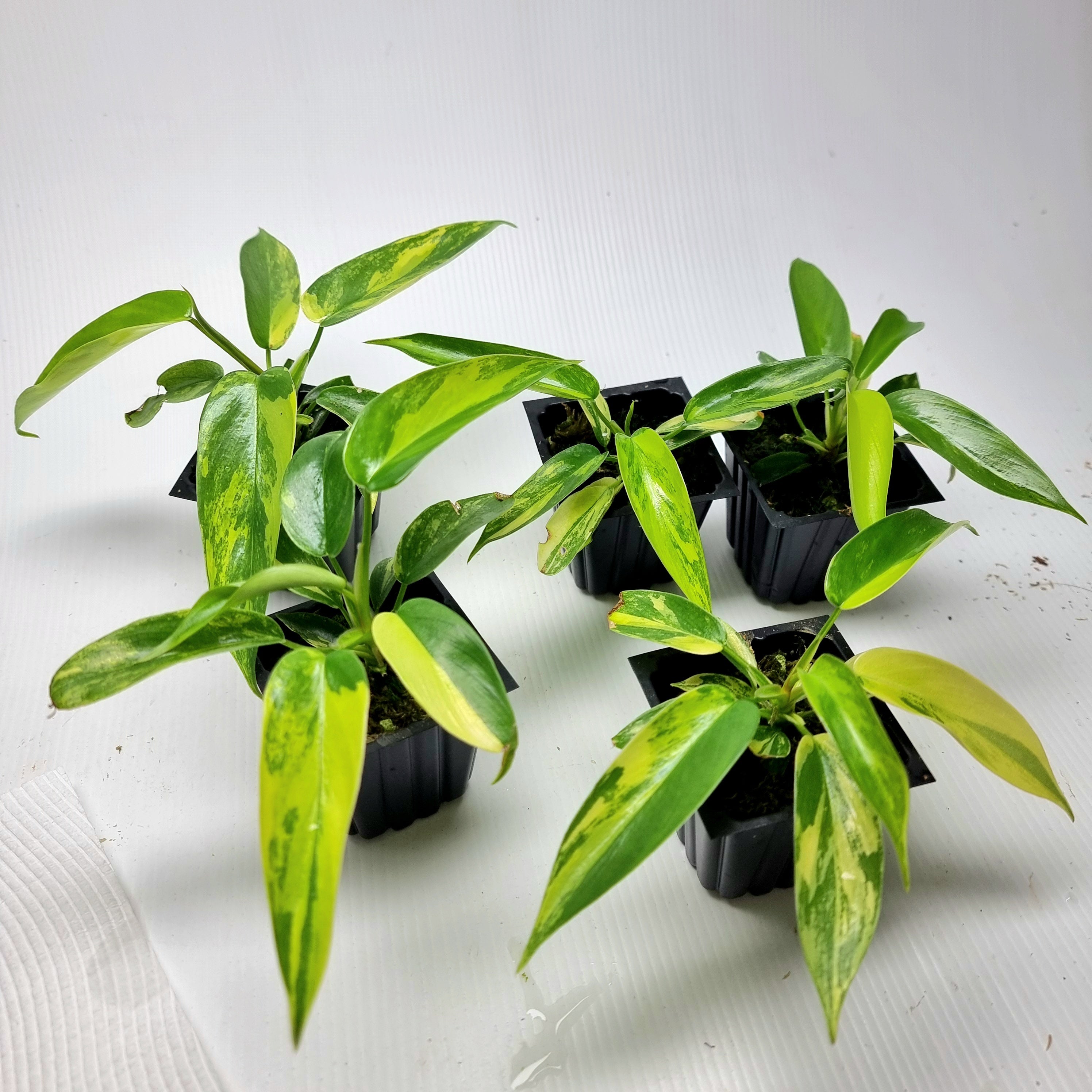 Philodendron Florida Beauty – Flora Magnifica Australia