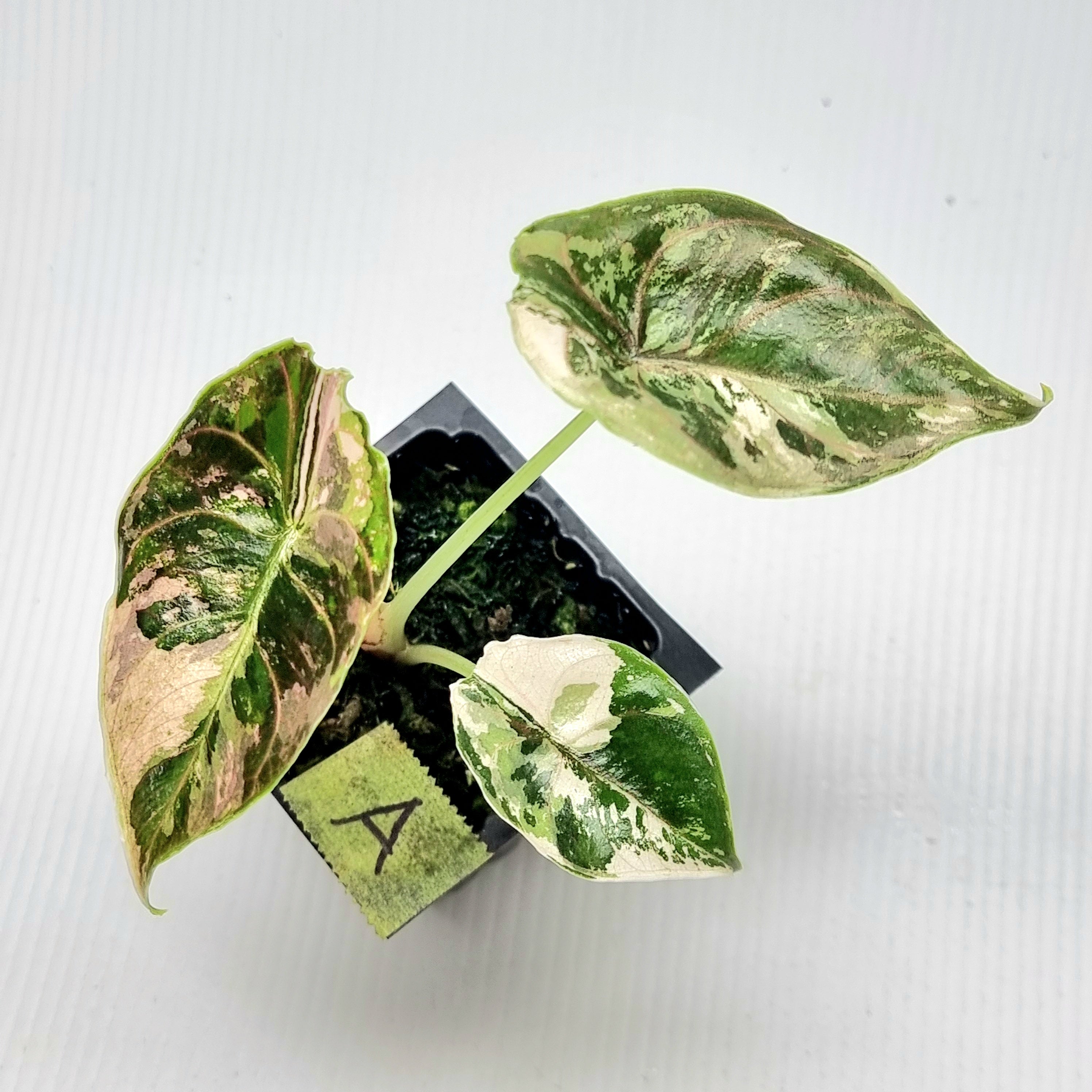 Alocasia azlanii Pink variegated – Flora Magnifica Australia