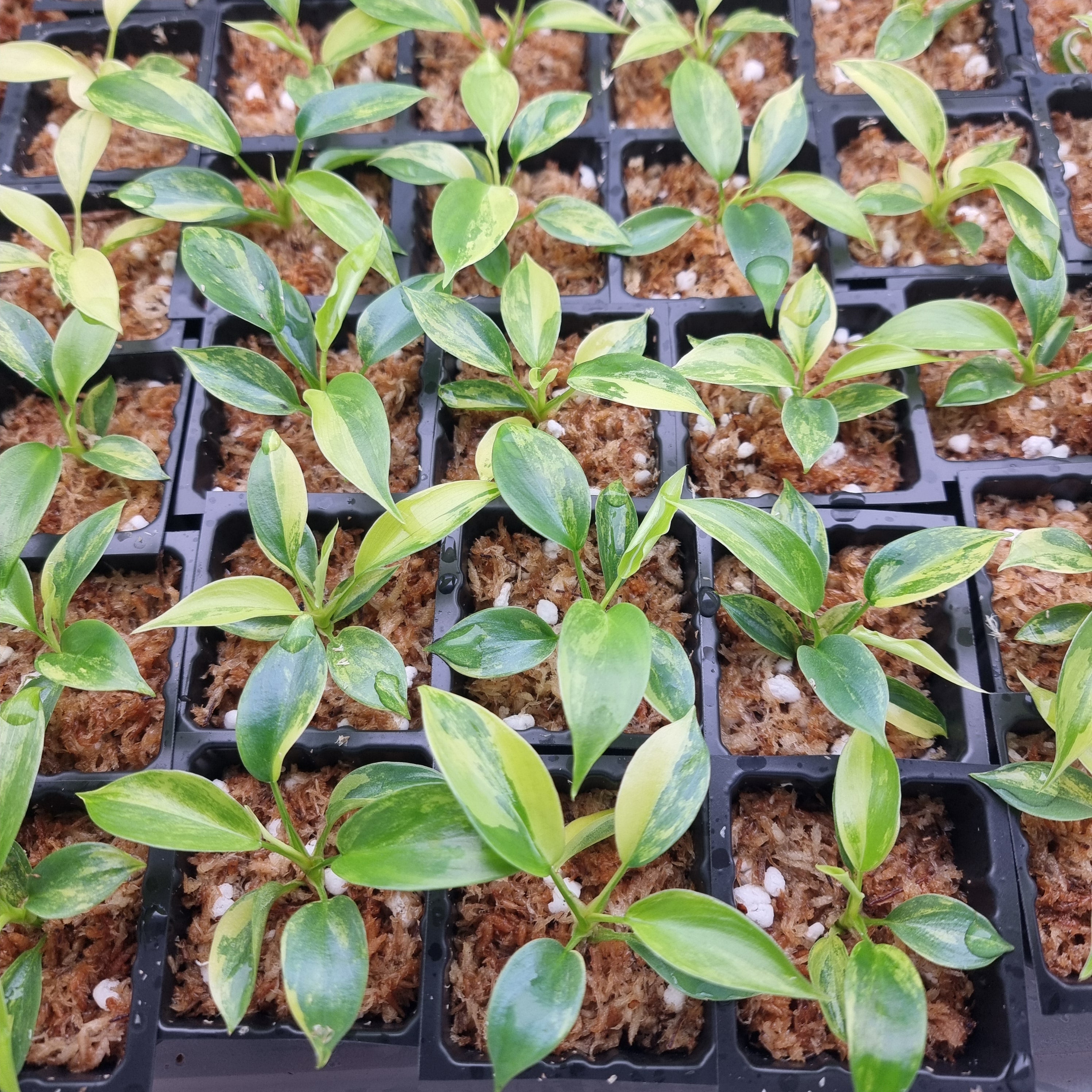 Philodendron Florida Beauty – Flora Magnifica Australia